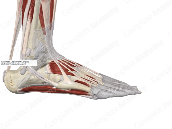 Extensor Digitorum Longus | Complete Anatomy