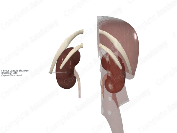 Fibrous Capsule of Kidney (Posterior; Left) | Complete Anatomy