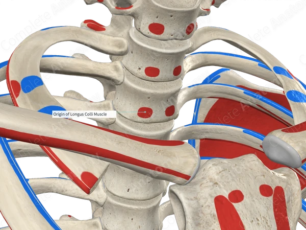 Origin of Longus Colli Muscle | Complete Anatomy