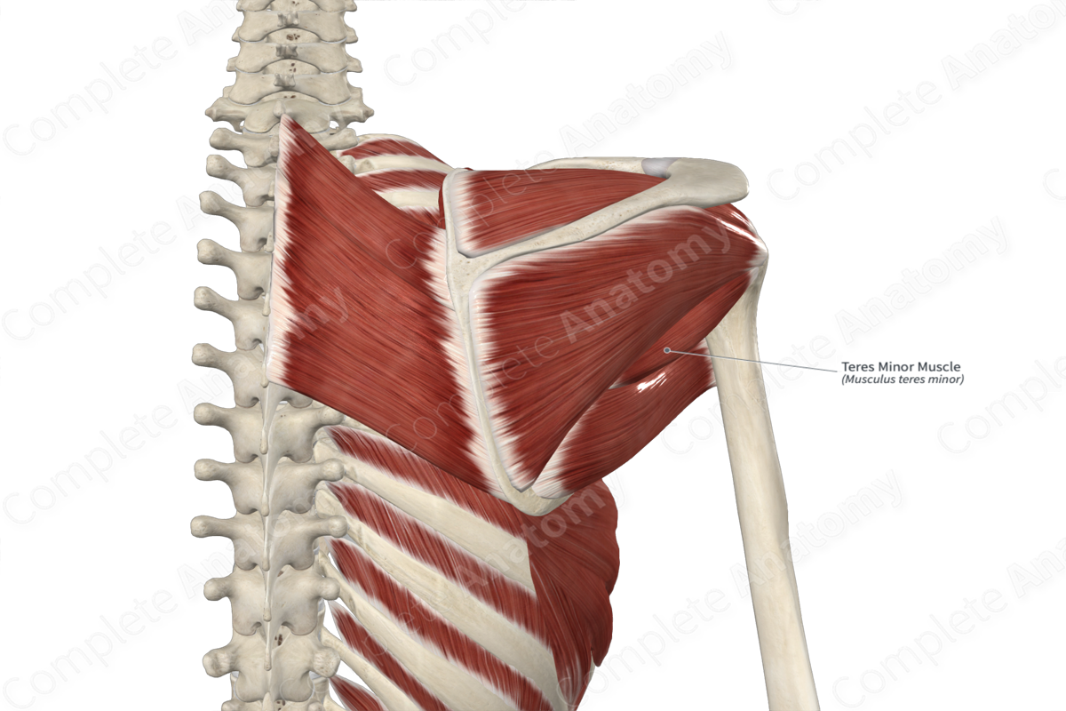 Teres Minor Muscle Complete Anatomy