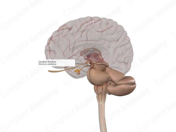 Caudate Meaning