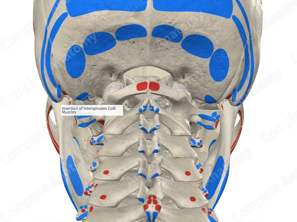 Insertion of Interspinales Colli Muscles | Complete Anatomy
