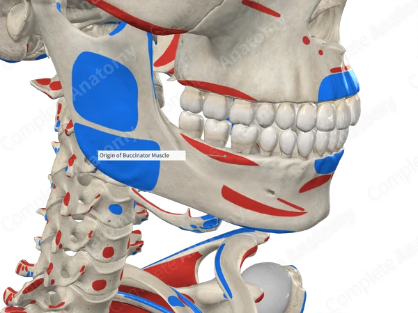 Origin of Buccinator Muscle | Complete Anatomy