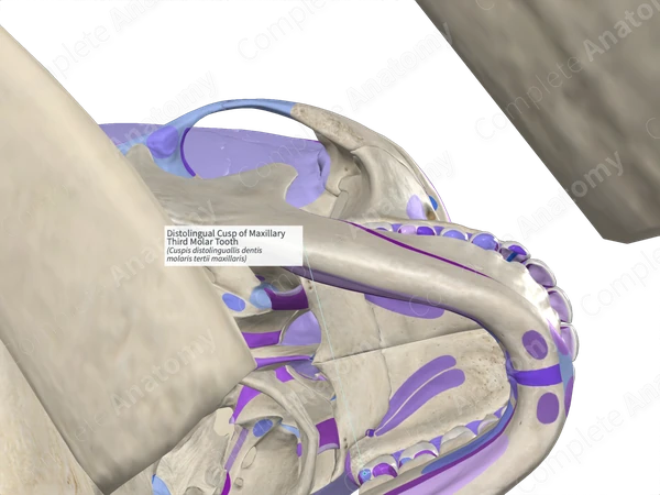 Distolingual Cusp of Maxillary Third Molar Tooth | Complete Anatomy