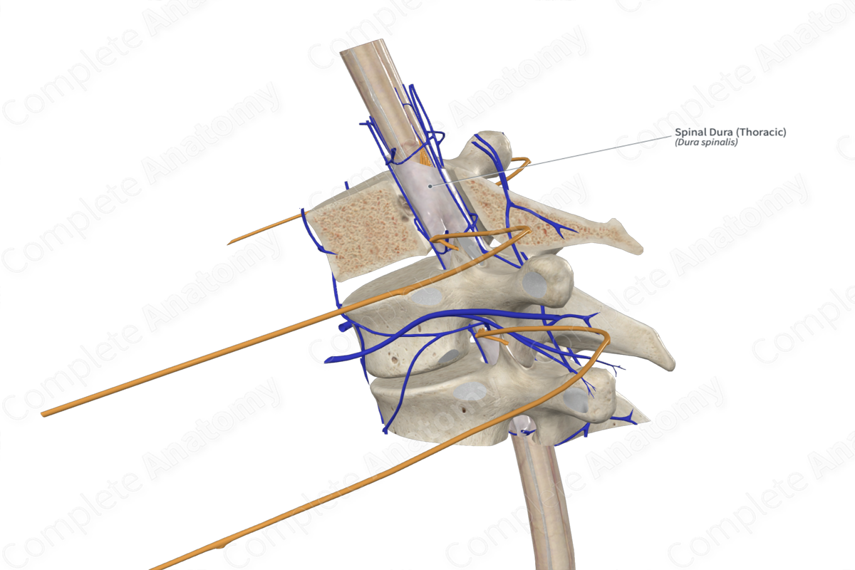 Spinal Dura (Thoracic) | Complete Anatomy
