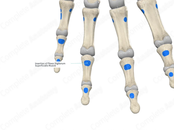 Insertion of Flexor Digitorum Superficialis Muscle | Complete Anatomy