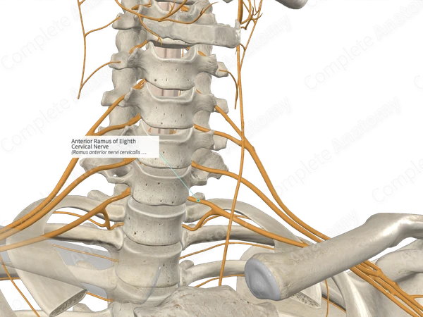 Anterior Ramus of Eighth Cervical Nerve | Complete Anatomy