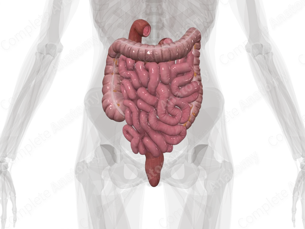 Lower Digestive Canal | Complete Anatomy
