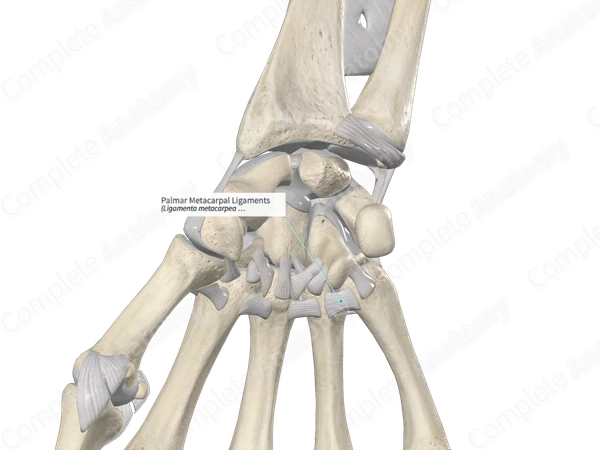 Palmar Metacarpal Ligaments | Complete Anatomy