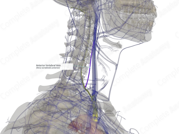 Anterior Vertebral Vein (Right) | Complete Anatomy