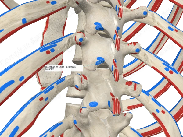 Insertion of Long Rotatores Muscles | Complete Anatomy