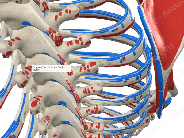 Origin of Semispinalis Colli Muscle | Complete Anatomy