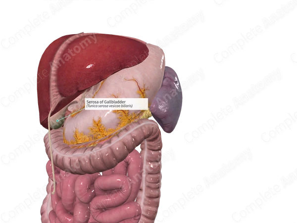 Serosa of Gallbladder | Complete Anatomy