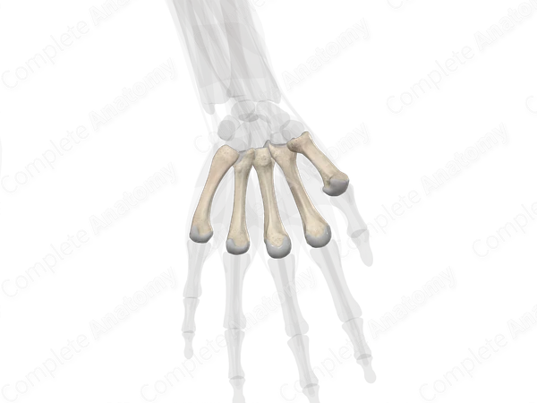 Metacarpal Bones (Left) | Complete Anatomy
