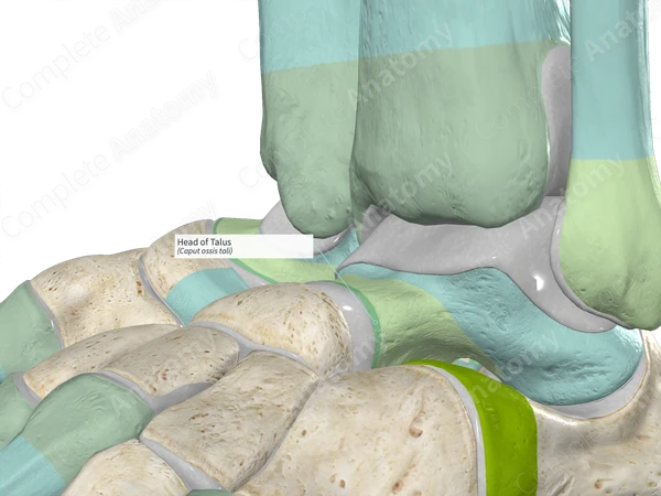 Head of Talus | Complete Anatomy