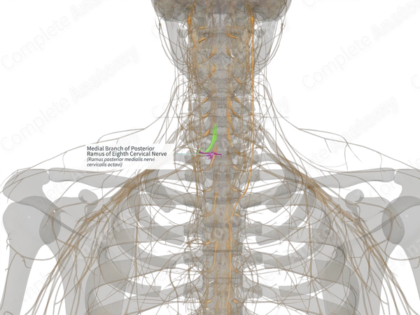 Medial Branch of Posterior Ramus of Eighth Cervical Nerve (Left ...