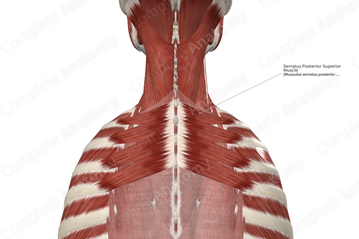 Serratus Posterior Superior Muscle | Complete Anatomy