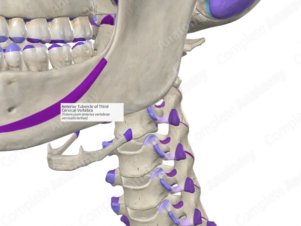 Anterior Tubercle of Third Cervical Vertebra (Left) | Complete Anatomy