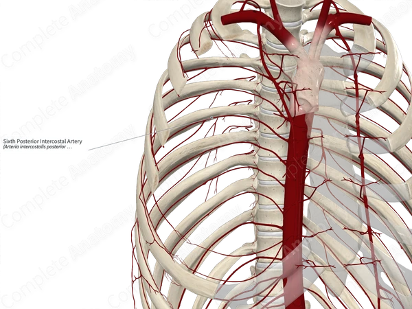 Posterior Intercostal Arteries 2 Minute Anatomy Intercostal Vessels