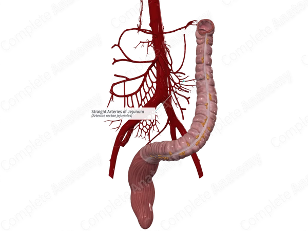 Straight Arteries of Jejunum | Complete Anatomy