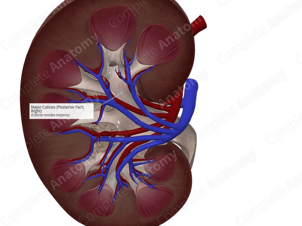 Major Calices (Posterior Part; Right) | Complete Anatomy