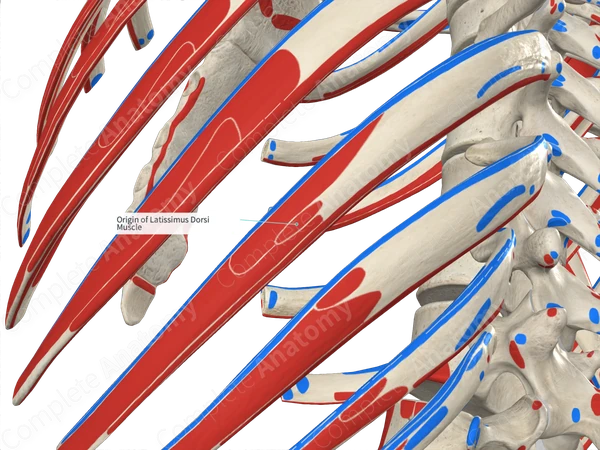 Origin of Latissimus Dorsi Muscle | Complete Anatomy