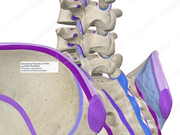 Accessory Process of Fifth Lumbar Vertebra (Left) | Complete Anatomy