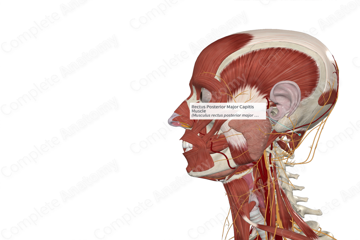 Rectus Posterior Major Capitis Muscle Complete Anatomy