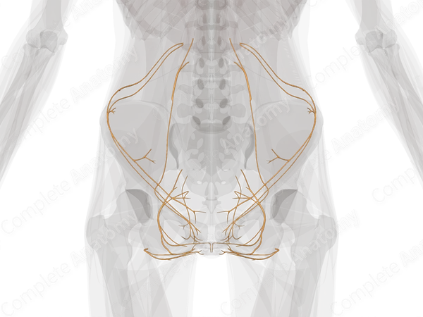 Nerves of Trunk | Complete Anatomy