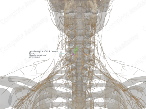 Spinal Ganglion of Sixth Cervical Nerve (Left) | Complete Anatomy