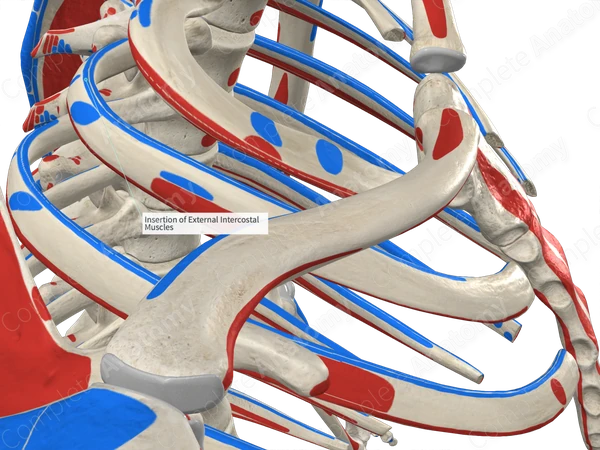 Insertion of External Intercostal Muscles | Complete Anatomy