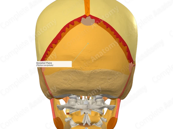 Occipital Plane | Complete Anatomy