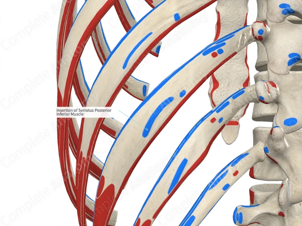 Insertion of Serratus Posterior Inferior Muscle | Complete Anatomy
