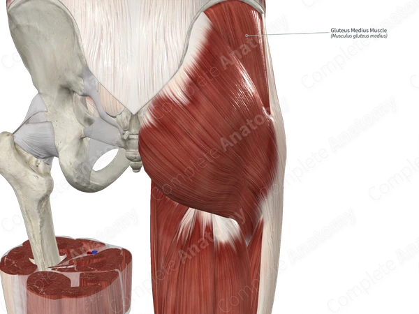 Gluteus Medius Muscle | Complete Anatomy