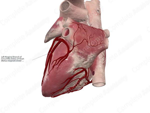 Marginal Artery