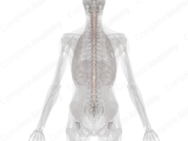 Spinal Arachnoid | Complete Anatomy