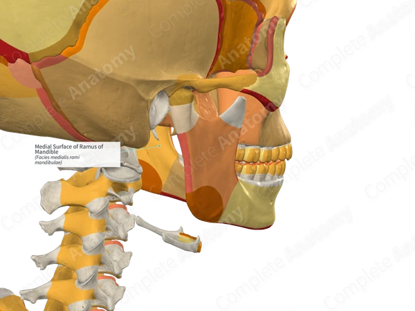 Medial Surface of Ramus of Mandible (Left) | Complete Anatomy