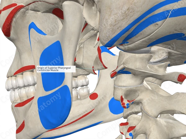 Origin of Superior Pharyngeal Constrictor Muscle | Complete Anatomy