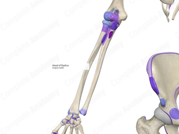 Head of Radius | Complete Anatomy