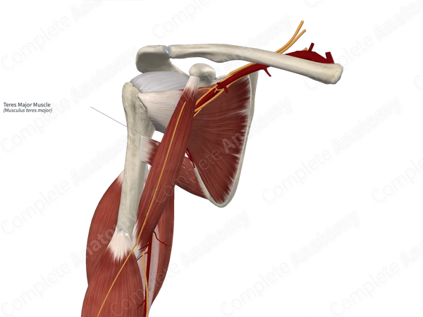 The Teres Major Muscle Teres Major Muscle: Anatomy, Function, Clinical