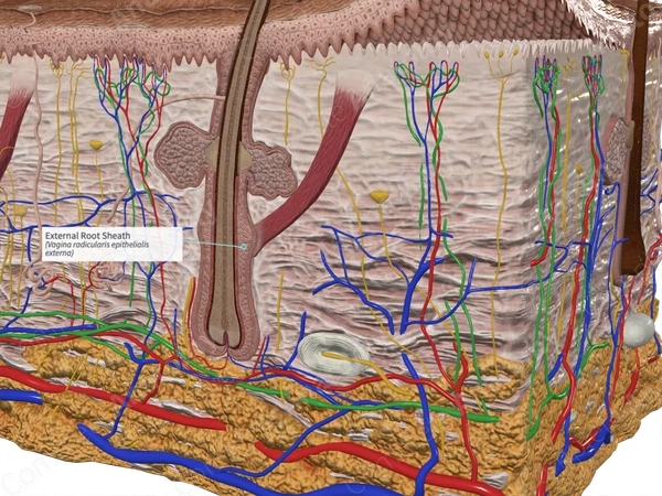 External Root Sheath | Complete Anatomy