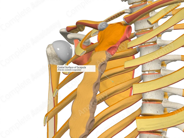 Costal Surface of Scapula | Complete Anatomy
