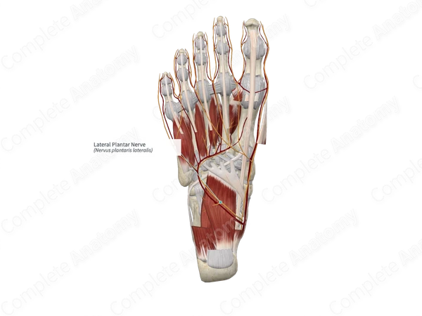 Lateral Plantar Nerve | Complete Anatomy
