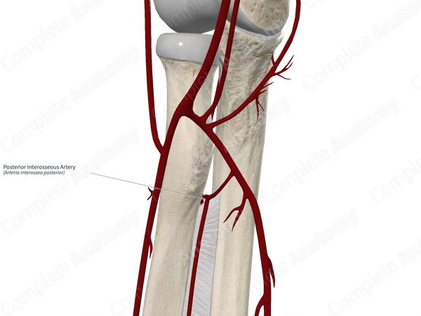 Posterior Interosseous Artery | Complete Anatomy