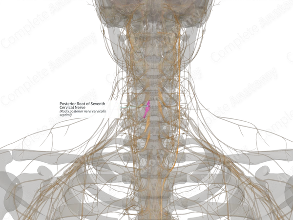 Posterior Root of Seventh Cervical Nerve (Right) | Complete Anatomy