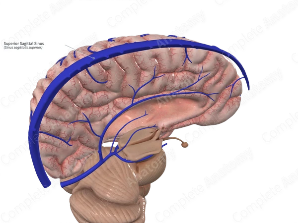 Superior Sagittal Sinus | Complete Anatomy