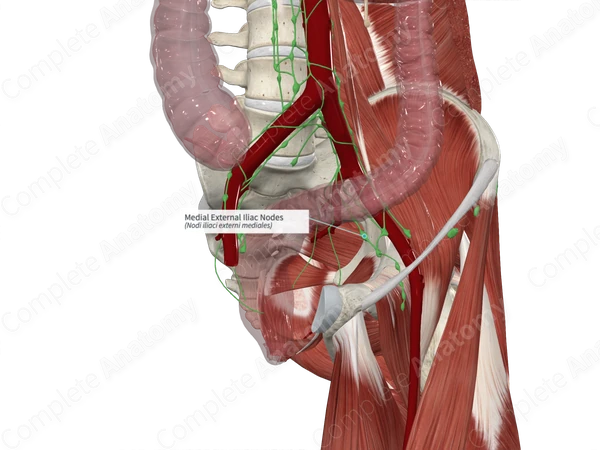 Medial External Iliac Nodes (Left) | Complete Anatomy