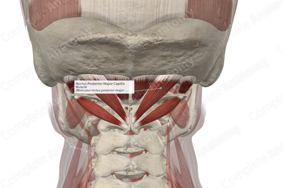 Rectus Posterior Major Capitis Muscle Complete Anatomy
