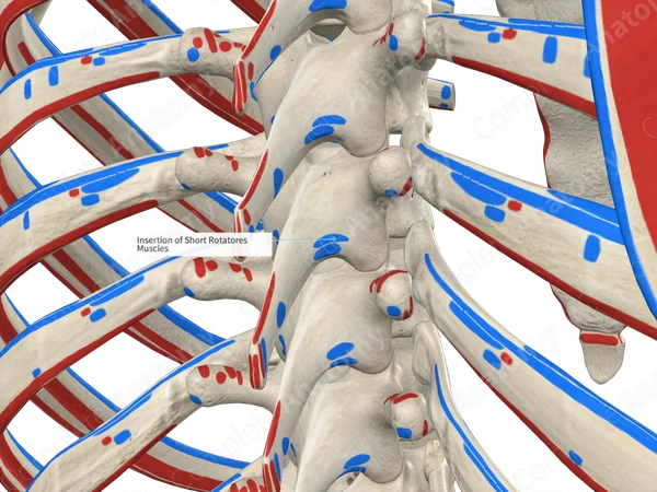 Insertion of Short Rotatores Muscles | Complete Anatomy