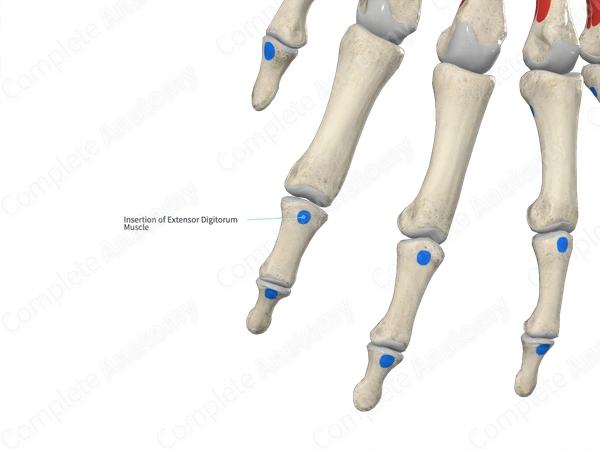 Insertion of Extensor Digitorum Muscle | Complete Anatomy